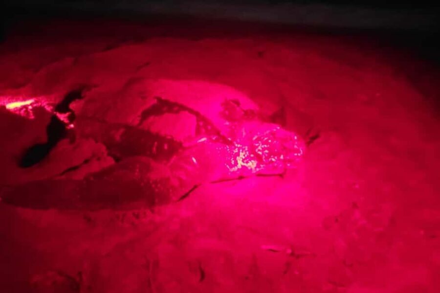 Tobago: Leatherback Turtle Nesting Tour with Pickup - The Itinerary and What to Expect