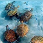 Tour to the best beaches; snorkel with fish and turtles - Frequently Asked Questions