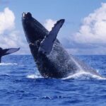 Tour with Whale Watching in Samaná, Beach and Waterfall - What’s Included and What to Keep in Mind