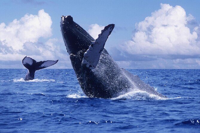 Tour with Whale Watching in Samaná, Beach and Waterfall - What’s Included and What to Keep in Mind
