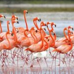 Trinidad and Tobago Flamingos, Scarlet Ibis Tour - The Practicalities and Considerations