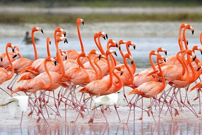 Trinidad and Tobago Flamingos, Scarlet Ibis Tour - The Practicalities and Considerations