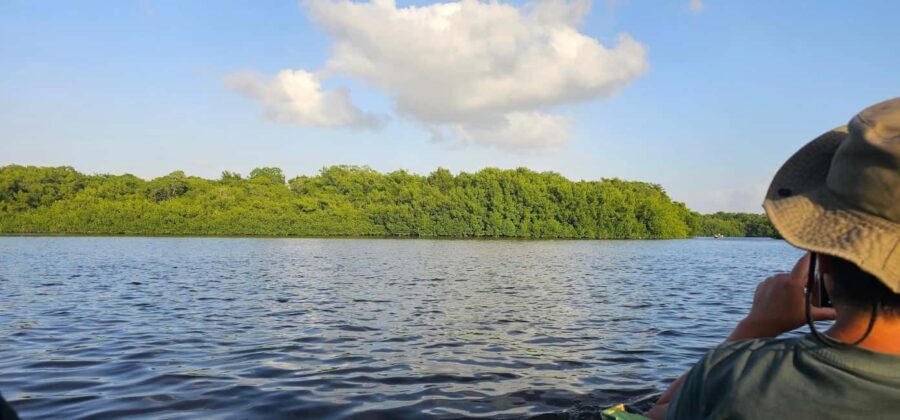 Trinidad: Birding Day Tour with Yerette and Caroni - The Yerette Hummingbird Sanctuary: Home of the Hummingbird