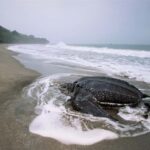 Trinidad: Leatherback Turtle Migration Observation - Who Will Love This Tour?