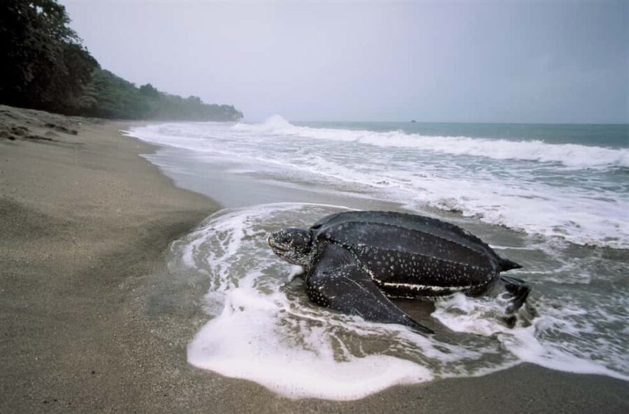 Trinidad: Leatherback Turtle Migration Observation - Who Will Love This Tour?