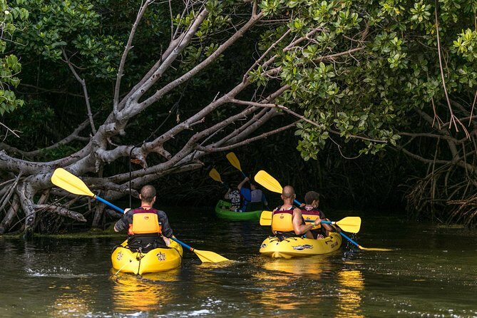 Trio Tour: El Yunque, Luquillo Beach, and Bio Bay Night Kayaking - What to Expect and Why It Matters