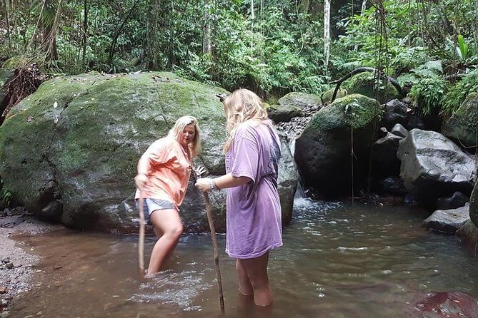 Tropical Rain Forest Explorer Hike In St. Kitts - Analyzing the Value