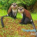 "Tropically Yours" - What’s Included and What to Expect