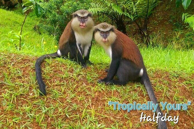 "Tropically Yours" - What’s Included and What to Expect