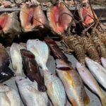 Turks And Caicos 4 Hours Fishing Experience - Who Is This Tour Best For?