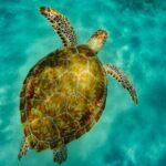 Turtle and Shipwreck adventure on 57 ft catamaran - The Value Proposition