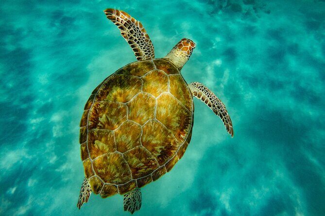 Turtle and Shipwreck adventure on 57 ft catamaran - The Value Proposition