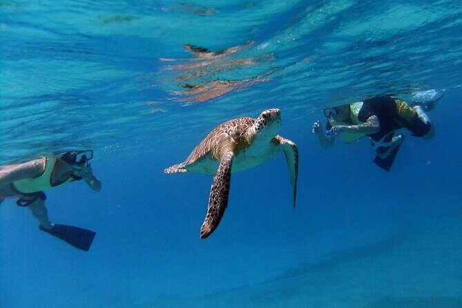Turtle Cove Catamaran Snorkel and Sail at Little Buck Island STT - Why This Tour Offers Great Value