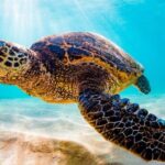 Turtle Eco Tour on Stand-Up Paddleboards or Kayaks into the National Marine Park - Who Should Book This Tour?