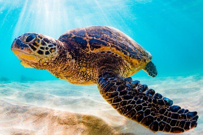 Turtle Eco Tour on Stand-Up Paddleboards or Kayaks into the National Marine Park - Who Should Book This Tour?