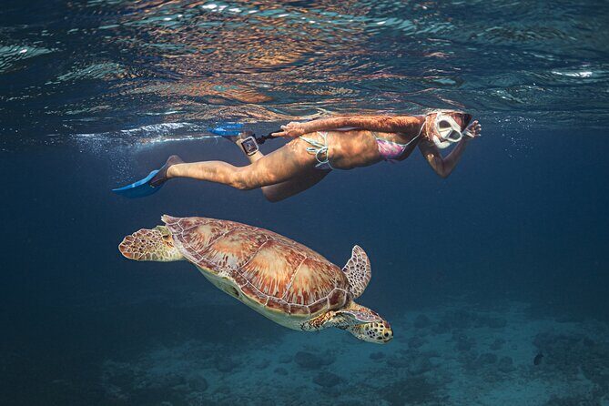 Turtle Snorkeling Aruba: Private Tour with Video - Why This Tour Resonates with Travelers
