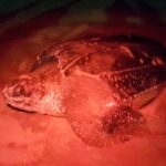 Turtle Watching - What You’ll Witness and the Value of the Experience