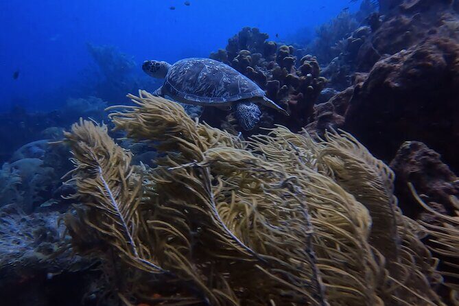 Two and a Half Hours Scuba Diving Experience in Curacao - The Logistics: What to Know Before You Book