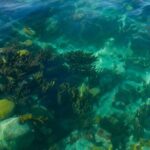 Two Stop Snorkel and Shipwreck from Dockyard - The Sum Up: Who Will Love This Tour?