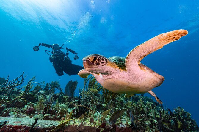Two-Tank Morning Dive Trip for Certified Divers - The Sum Up