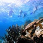 Underwater Guided Snorkeling Adventure in Bonaire - Marine Life and Underwater Encounters