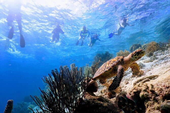 Underwater Guided Snorkeling Adventure in Bonaire - Marine Life and Underwater Encounters