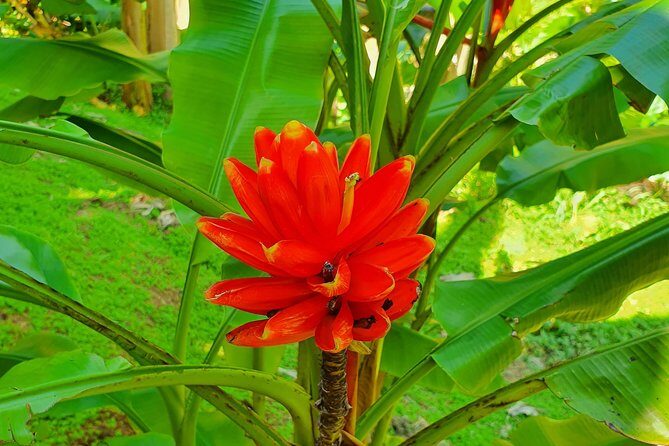 V.I.P Green escape 1- Botanical Garden - Transportation and Practical Details