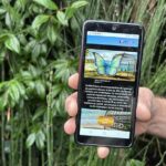 Visit Pointe-à-Pitre with a fun and fun track game! - The Itinerary in Detail