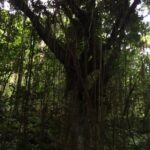 Volcano Crater hike in St Kitts - The Hike Itself: Walking Through Rainforests and Villages