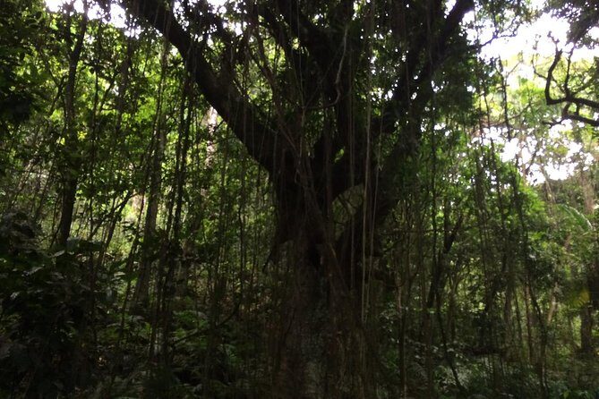 Volcano Crater hike in St Kitts - The Hike Itself: Walking Through Rainforests and Villages