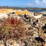 Washington Park Tour with Local Guide on Bonaire - Value for Money