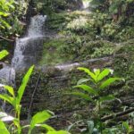 Waterfall Curtain Hidden Rainforest Gem Las Cascadas Delicias - Who Should Consider This Tour?