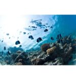 West End Bahamas: Guided Snorkeling Tour - Who Should Consider This Tour?