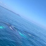 Whale watch tour from Santo Domingo with Bacardi Island and lunch included - What’s Included and How It Adds Value