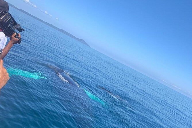 Whale watch tour from Santo Domingo with Bacardi Island and lunch included - What’s Included and How It Adds Value