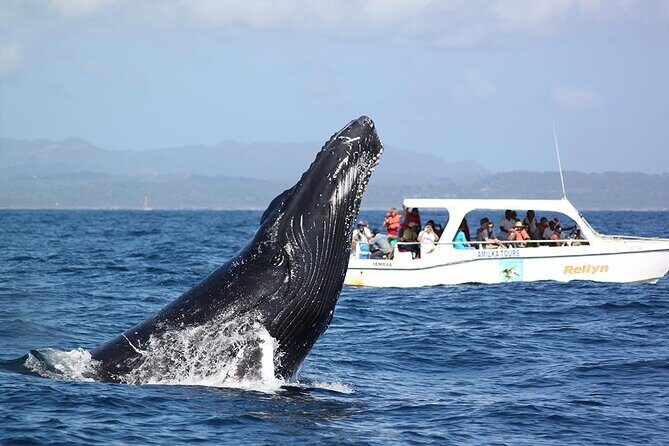 Whale Watching 2026 from Punta Cana - Full Day - Lunch and Rest Break