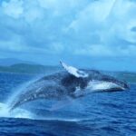 Whale Watching and Bacardi Island day trip from Punta Cana - Who Will Enjoy This Tour?