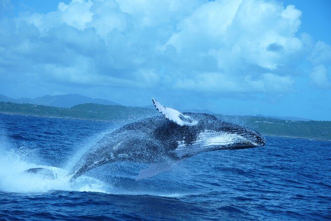 Whale Watching and Bacardi Island day trip from Punta Cana - Who Will Enjoy This Tour?