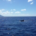 Whale Watching and Dolphin Spotting Cruise - FAQs