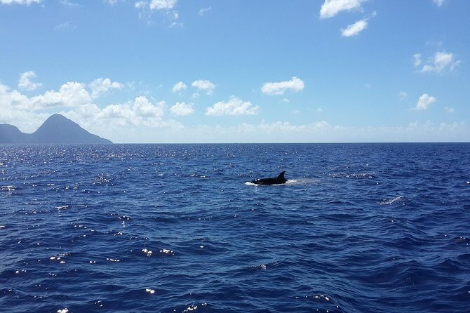 Whale Watching and Dolphin Spotting Cruise - FAQs