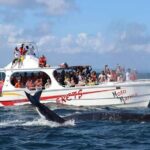 Whale Watching and Waterfalls in Samana Province - Practical Details and Traveler Tips