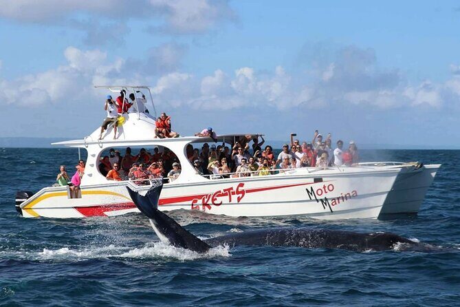 Whale Watching and Waterfalls in Samana Province - Practical Details and Traveler Tips