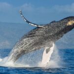 Whale watching + cay raised from Punta Cana - Who This Tour is Perfect For