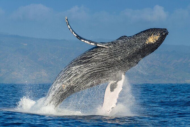 Whale watching + cay raised from Punta Cana - Who This Tour is Perfect For