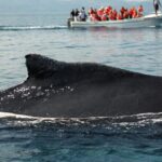 Whale Watching, Cayo Levantado and Limón Waterfall in Samaná - Who Will Love This Tour?
