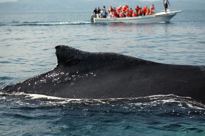 Whale Watching, Cayo Levantado and Limón Waterfall in Samaná - Who Will Love This Tour?
