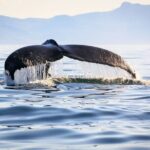 Whale Watching in Samaná Bay + Bacardi Island Beach- Full DayTrip - The Practical Details