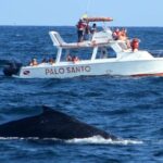 Whale Watching in Samana Bay from Las Terrenas - Who Should Consider This Tour?