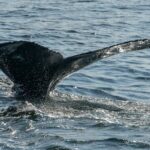 Whale Watching in Samana with Boat Tour - What Travelers Are Saying: Authentic Feedback
