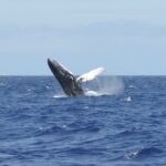 Whale Watching on Coral Princess in Bermuda - FAQs